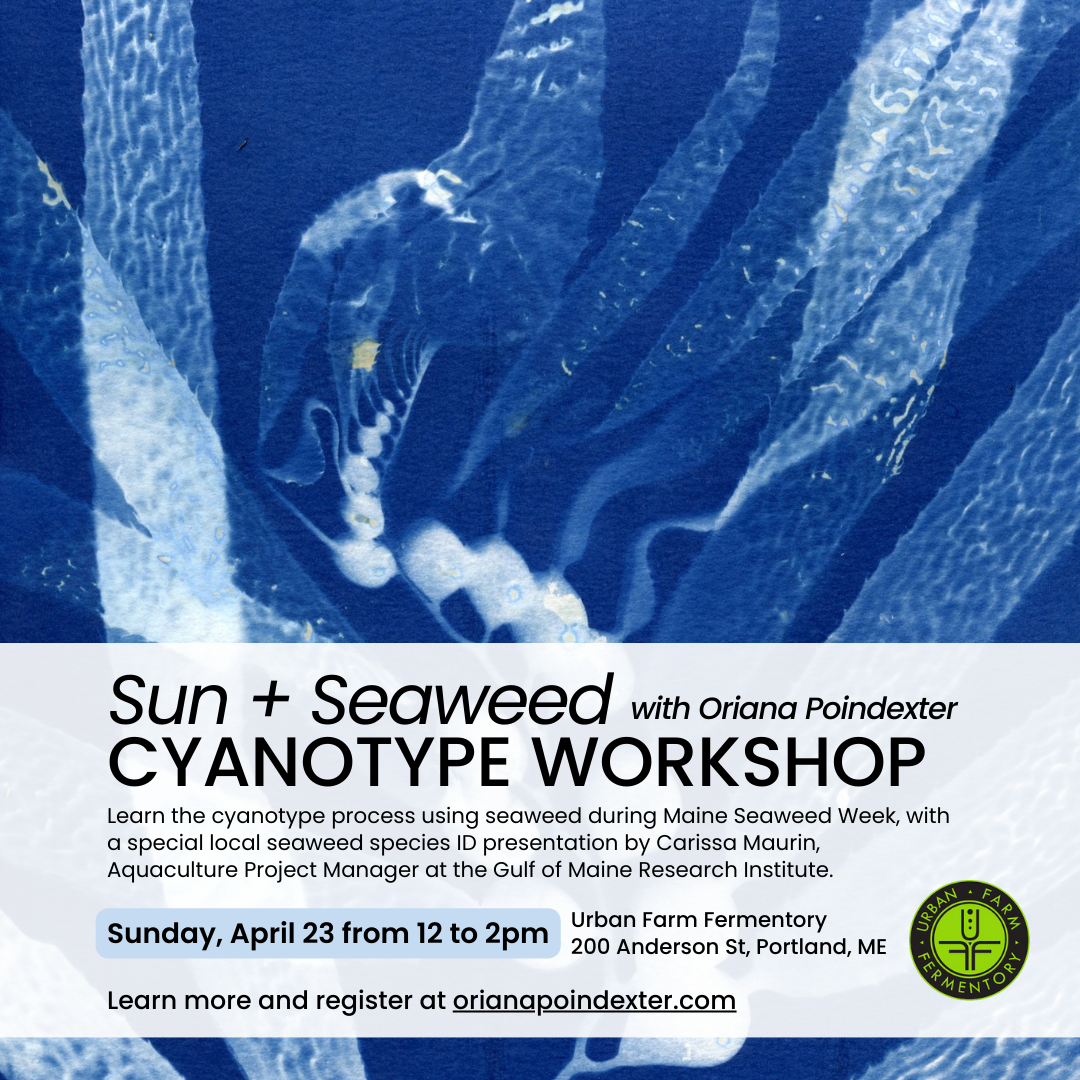 Sun + Seaweed: Cyanotype Workshop with Oriana Poindexter – Seaweed Week
