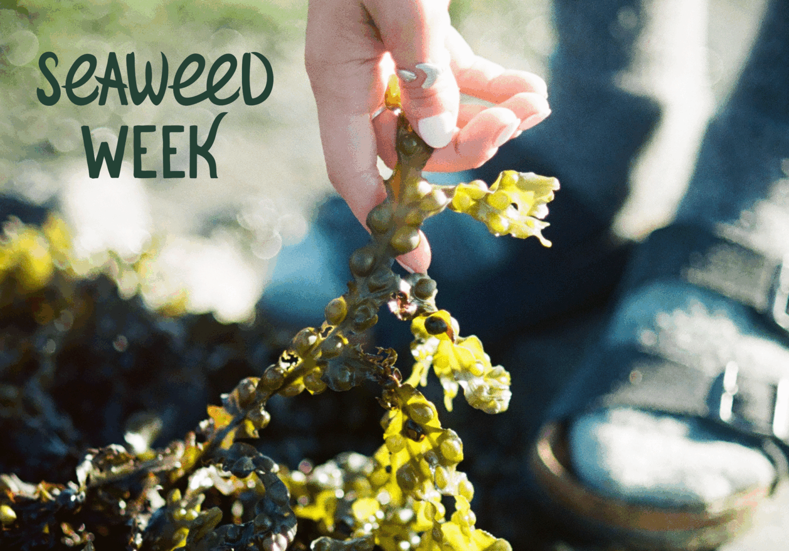 Seaweed ID Weekend Workshop – Seaweed Week